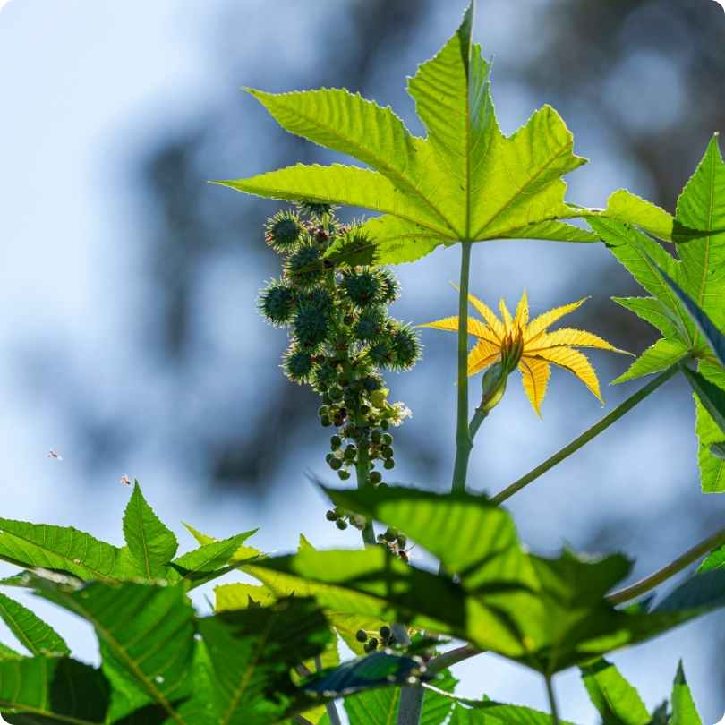 Dangerous Beauty: The World's Most Poisonous Flowers