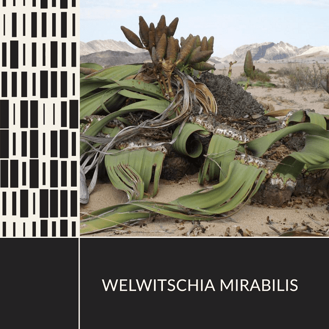 The Fascinating World of Rare and Unusual Flowers